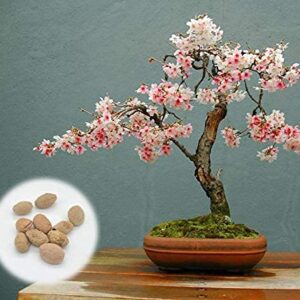 35+ Pcs Bonsai Tree Japanese Sakura Seeds, Rare Japanese Cherry Blossoms Flowers Seeds for Planting, Pink Prunus Serrulata Seeds SB0