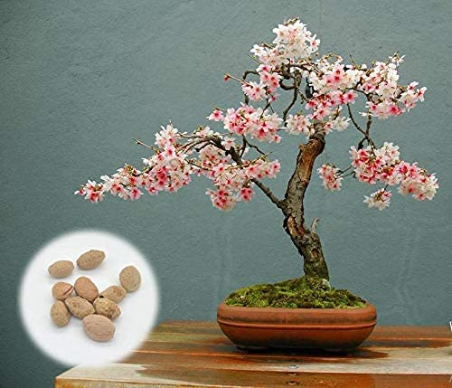 35+ Pcs Bonsai Tree Japanese Sakura Seeds, Rare Japanese Cherry Blossoms Flowers Seeds for Planting, Pink Prunus Serrulata Seeds SB0