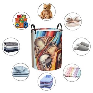 Human Anatomy Heart Chart Laundry Basket Protable Circular Laundry Hamper Storage Bin Organizer With Handles For Bathroom,Bedroom Clothes