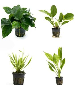 4 potted live aquarium plants bundle - anubia, amazon sword, kleiner bar, narrow leaf