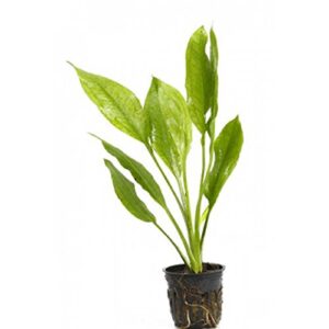 potted amazon sword plant - beginner tropical live aquarium freshwater plant