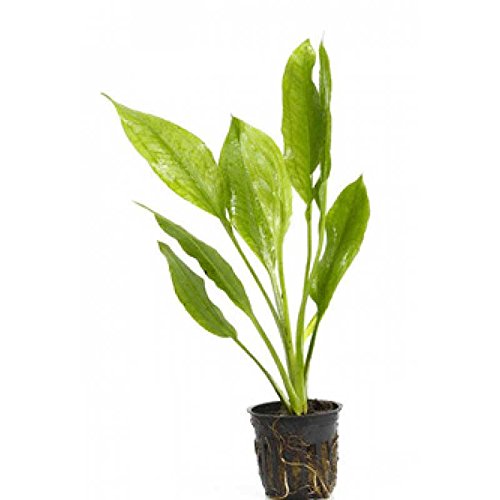 Potted Amazon Sword Plant - Beginner Tropical Live Aquarium Freshwater Plant