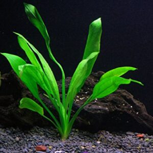 Potted Amazon Sword Plant - Beginner Tropical Live Aquarium Freshwater Plant