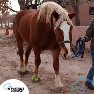 Kinesio Equine Tape - Tex Gold FP Horse Tape  -Tape Made Specifically for Horses  - 2”x 16’ Rolls - Green