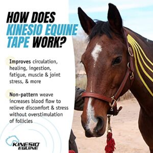 Kinesio Equine Tape - Tex Gold FP Horse Tape  -Tape Made Specifically for Horses  - 2”x 16’ Rolls - Green