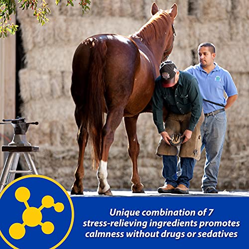 Farnam Quietex II Horse Calming Supplement Paste for Horses, Helps manage nervous behavior and keep horses calm & composed in stressful situations, 32.5 ml syringe