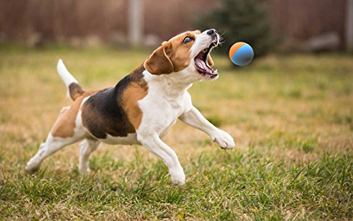 Snug Rubber Dog Balls for Small and Medium Dogs - Tennis Ball Size - Virtually Indestructible (3 Pack - Original)