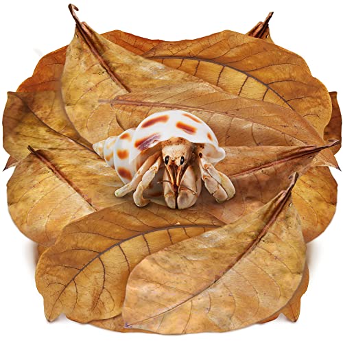 SunGrow 10 Pack Large Hermit Crab Catappa Indian Almond Leaves, 7-9 inches Long, Dried Leaves for Added Humidity, Delicious Crab Treat and Source of Cellulose