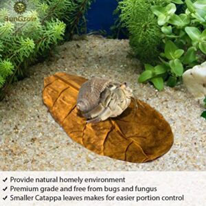 SunGrow 10 Pack Large Hermit Crab Catappa Indian Almond Leaves, 7-9 inches Long, Dried Leaves for Added Humidity, Delicious Crab Treat and Source of Cellulose