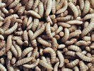 kbm feeders black soldier fly larvae 200 count