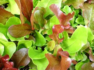 1,000+ mesclun lettuce seeds- salad mix- 1,000+ seeds