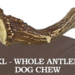 WhiteTail Naturals | Premium Deer Antlers for Dogs (Extra Large) | All Natural Antler Dog Chew | Naturally Shed, Long Lasting Chew Bone, Made in USA