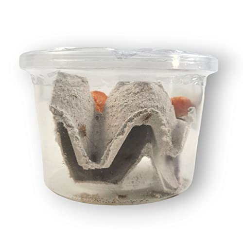 Josh's Frogs 1/4" Banded Crickets (120 Count)