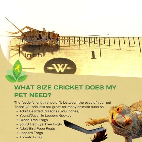 Josh's Frogs 1/2" Banded Crickets (72 Count)