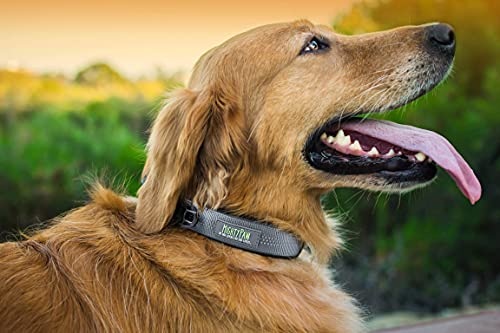 Mighty Paw Neoprene Padded Dog Collar, Reflective Running Dog Collar, Premium Quality Sports Collar, Extra Comfort for Active Dogs