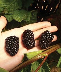 5 primeark freedom thornless blackberry plants