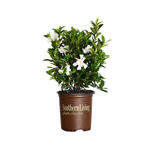 southern living plant collection jubilation gardenia, 2.5 quart, white fragrant blooms and glossy green foliage