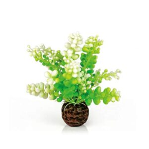 biorb 46090.0 aquatic caulerpa green aquariums