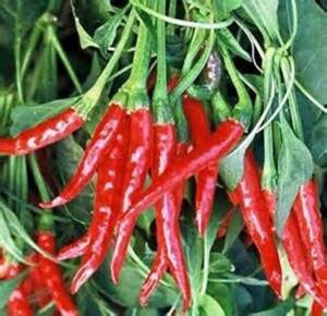 pepper, thai hot pepper seeds, heirloom, 100 seeds, very spicy great fresh or dried