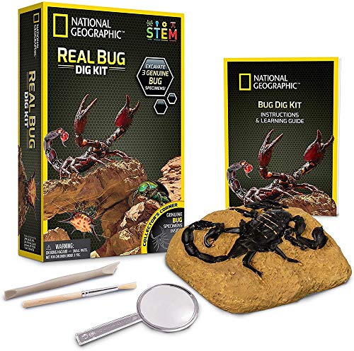 NATIONAL GEOGRAPHIC Real Bug Dig Kit - Dig up 3 Real Insects including Spider, Fortune Beetle and Scorpion - Great STEM Science gift