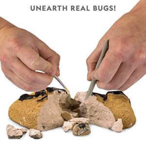 NATIONAL GEOGRAPHIC Real Bug Dig Kit - Dig up 3 Real Insects including Spider, Fortune Beetle and Scorpion - Great STEM Science gift