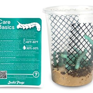 Josh's Frogs Hornworms Habitat Cup (25 Count Cup)