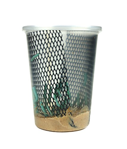 Josh's Frogs Hornworms Habitat Cup (25 Count Cup)