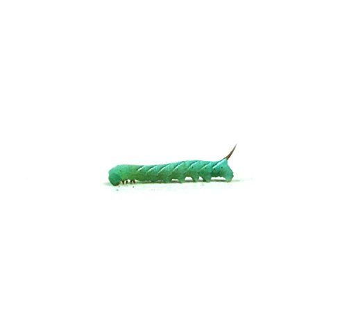 Josh's Frogs Hornworms Habitat Cup (25 Count Cup)