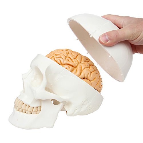 3-Part Human Skull Model, Removable 8-Part Brain, Anatomically Correct Brain Model for Neuroscience, Life Size Plastic Skull Mold from Real Skull, Detailed Product Manual, Made by Axis Scientific