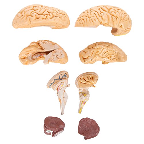 3-Part Human Skull Model, Removable 8-Part Brain, Anatomically Correct Brain Model for Neuroscience, Life Size Plastic Skull Mold from Real Skull, Detailed Product Manual, Made by Axis Scientific