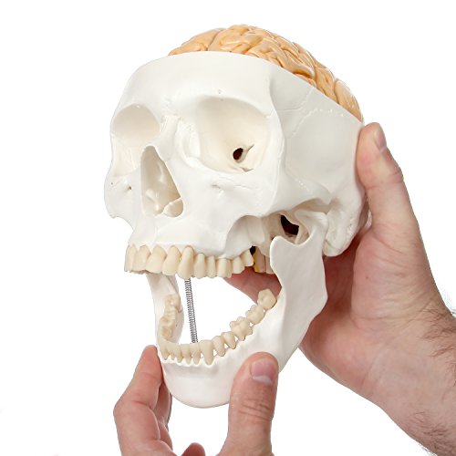 3-Part Human Skull Model, Removable 8-Part Brain, Anatomically Correct Brain Model for Neuroscience, Life Size Plastic Skull Mold from Real Skull, Detailed Product Manual, Made by Axis Scientific