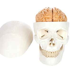 3-Part Human Skull Model, Removable 8-Part Brain, Anatomically Correct Brain Model for Neuroscience, Life Size Plastic Skull Mold from Real Skull, Detailed Product Manual, Made by Axis Scientific