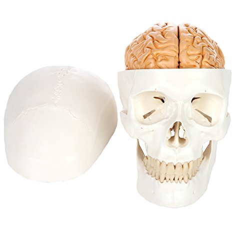 3-Part Human Skull Model, Removable 8-Part Brain, Anatomically Correct Brain Model for Neuroscience, Life Size Plastic Skull Mold from Real Skull, Detailed Product Manual, Made by Axis Scientific