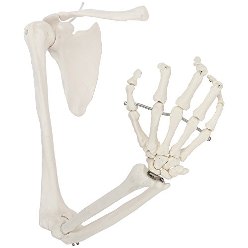 Axis Scientific Human Life-Size Right Arm Skeleton Model, Anatomically Accurate Human Skeletal Right Arm, Includes All Bones Plus Clavicle, Scapula and Articulated Hand Bone – Detailed Product Manual