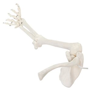 Axis Scientific Human Life-Size Right Arm Skeleton Model, Anatomically Accurate Human Skeletal Right Arm, Includes All Bones Plus Clavicle, Scapula and Articulated Hand Bone – Detailed Product Manual