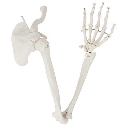 Axis Scientific Human Life-Size Right Arm Skeleton Model, Anatomically Accurate Human Skeletal Right Arm, Includes All Bones Plus Clavicle, Scapula and Articulated Hand Bone – Detailed Product Manual