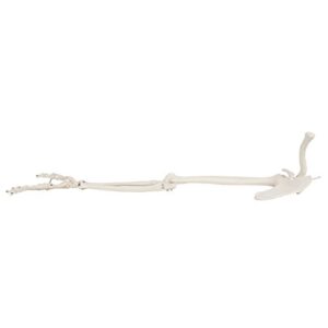 Axis Scientific Human Life-Size Right Arm Skeleton Model, Anatomically Accurate Human Skeletal Right Arm, Includes All Bones Plus Clavicle, Scapula and Articulated Hand Bone – Detailed Product Manual