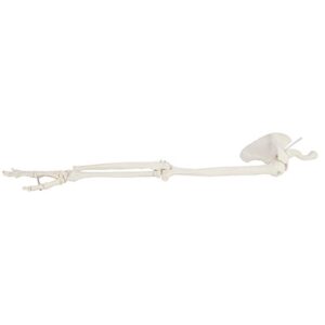 Axis Scientific Human Life-Size Right Arm Skeleton Model, Anatomically Accurate Human Skeletal Right Arm, Includes All Bones Plus Clavicle, Scapula and Articulated Hand Bone – Detailed Product Manual