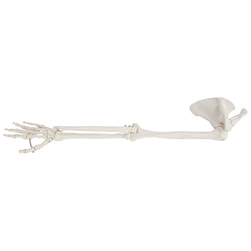 Axis Scientific Human Life-Size Right Arm Skeleton Model, Anatomically Accurate Human Skeletal Right Arm, Includes All Bones Plus Clavicle, Scapula and Articulated Hand Bone – Detailed Product Manual