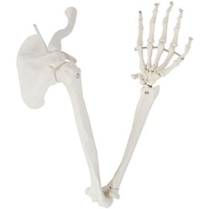 Axis Scientific Human Life-Size Right Arm Skeleton Model, Anatomically Accurate Human Skeletal Right Arm, Includes All Bones Plus Clavicle, Scapula and Articulated Hand Bone – Detailed Product Manual