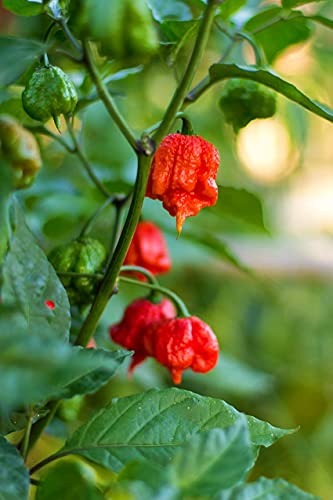 Carolina Reaper HP22B Pepper Premium Seed Packet Record Hottest in The World + More