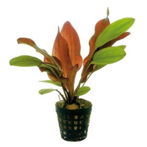 potted red flame sword - beginner tropical live aquarium plant