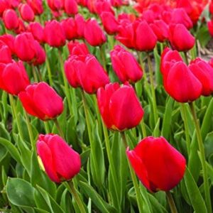 Red Tulips Darwin Hybrids (25 Bulbs) - Red Van Eijk Tulip Bulbs - Perennial Bulbs by Willard & May