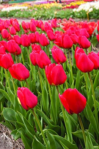 Red Tulips Darwin Hybrids (25 Bulbs) - Red Van Eijk Tulip Bulbs - Perennial Bulbs by Willard & May