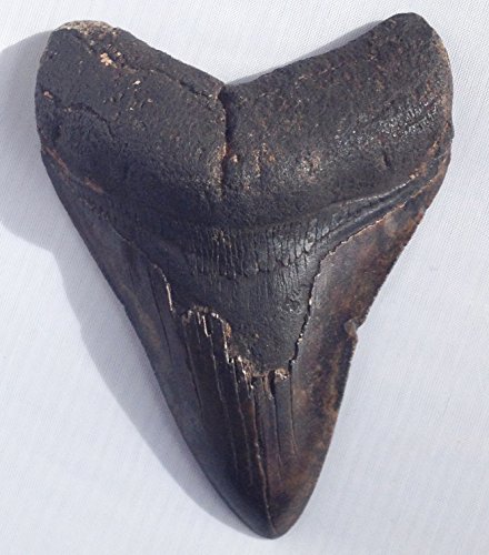 Genuine Fossil Megalodon Shark Tooth #4-4 3/8"