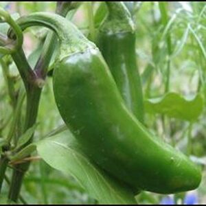 Giant Jalapeno Pepper Seeds Huge PODS Great Stuffers MILD (25 Seeds)