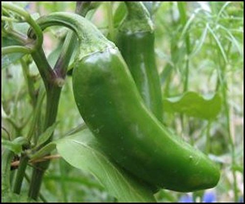 Giant Jalapeno Pepper Seeds Huge PODS Great Stuffers MILD (25 Seeds)