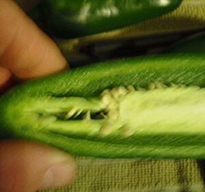 Giant Jalapeno Pepper Seeds Huge PODS Great Stuffers MILD (25 Seeds)