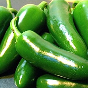 Giant Jalapeno Pepper Seeds Huge PODS Great Stuffers MILD (25 Seeds)