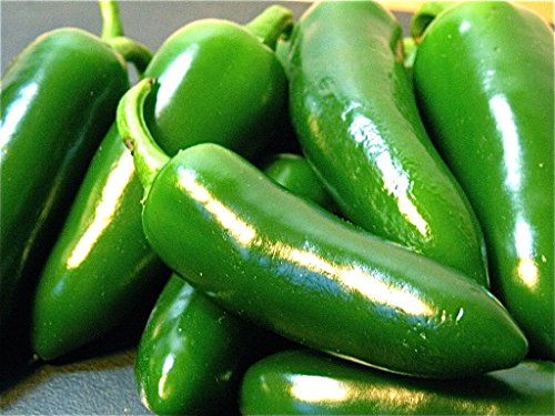 Giant Jalapeno Pepper Seeds Huge PODS Great Stuffers MILD (25 Seeds)